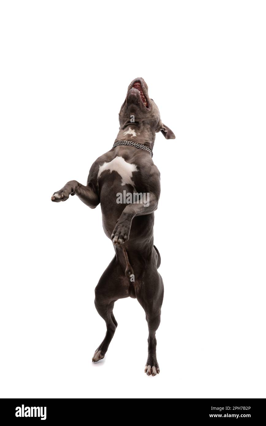 Picture of sweet American Staffordshire Terrier dog dancing and ...