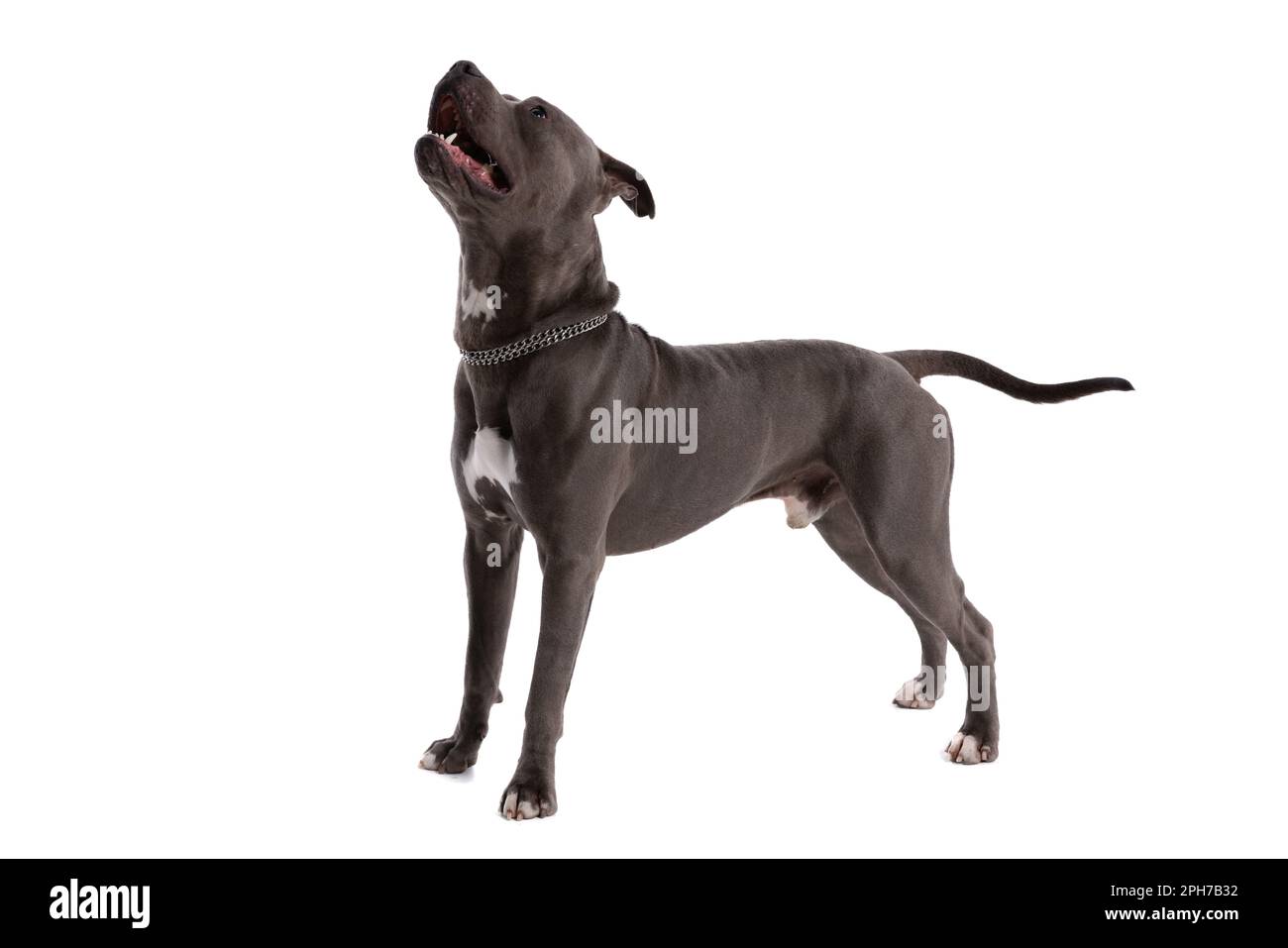 Picture of cute American Staffordshire Terrier dog standing and panting ...