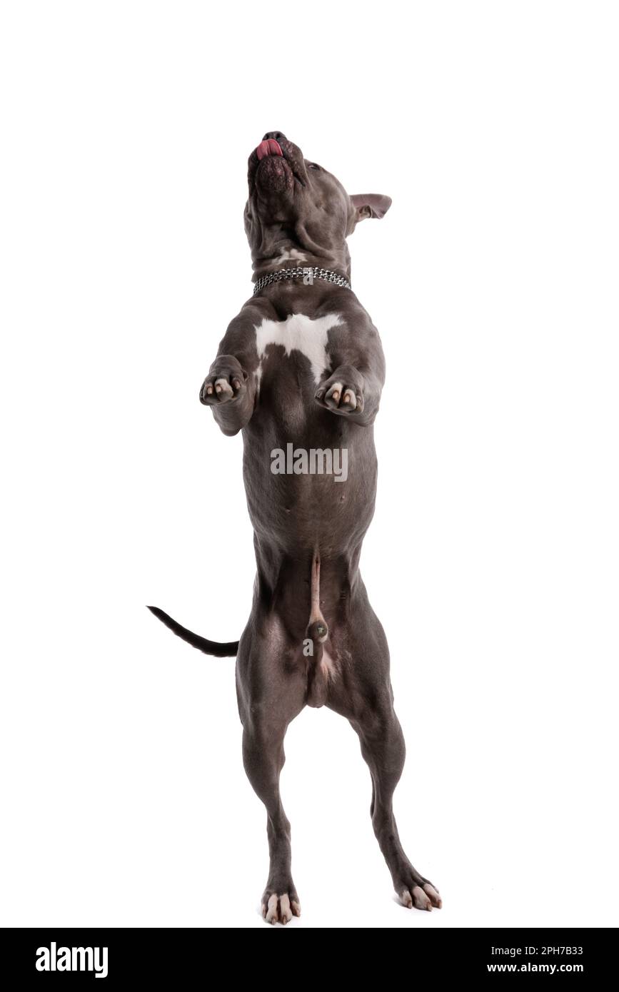 Picture of adorable American Staffordshire Terrier dog dancing on hind ...