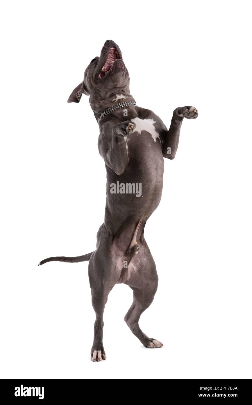 Picture of sweet American Staffordshire Terrier dog laughing out loud ...