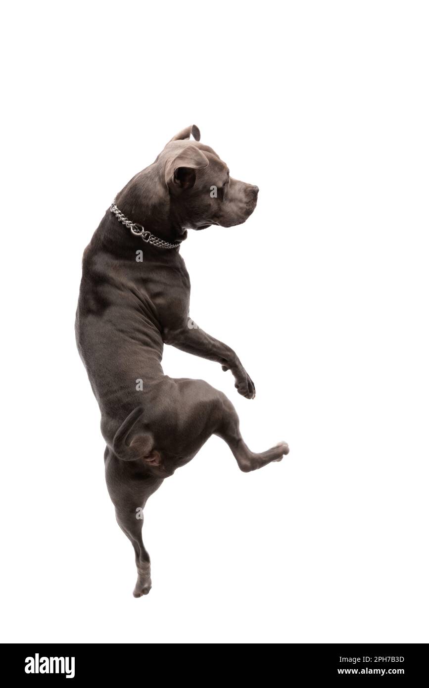 Picture of adorable American Staffordshire Terrier dog dancing in one ...