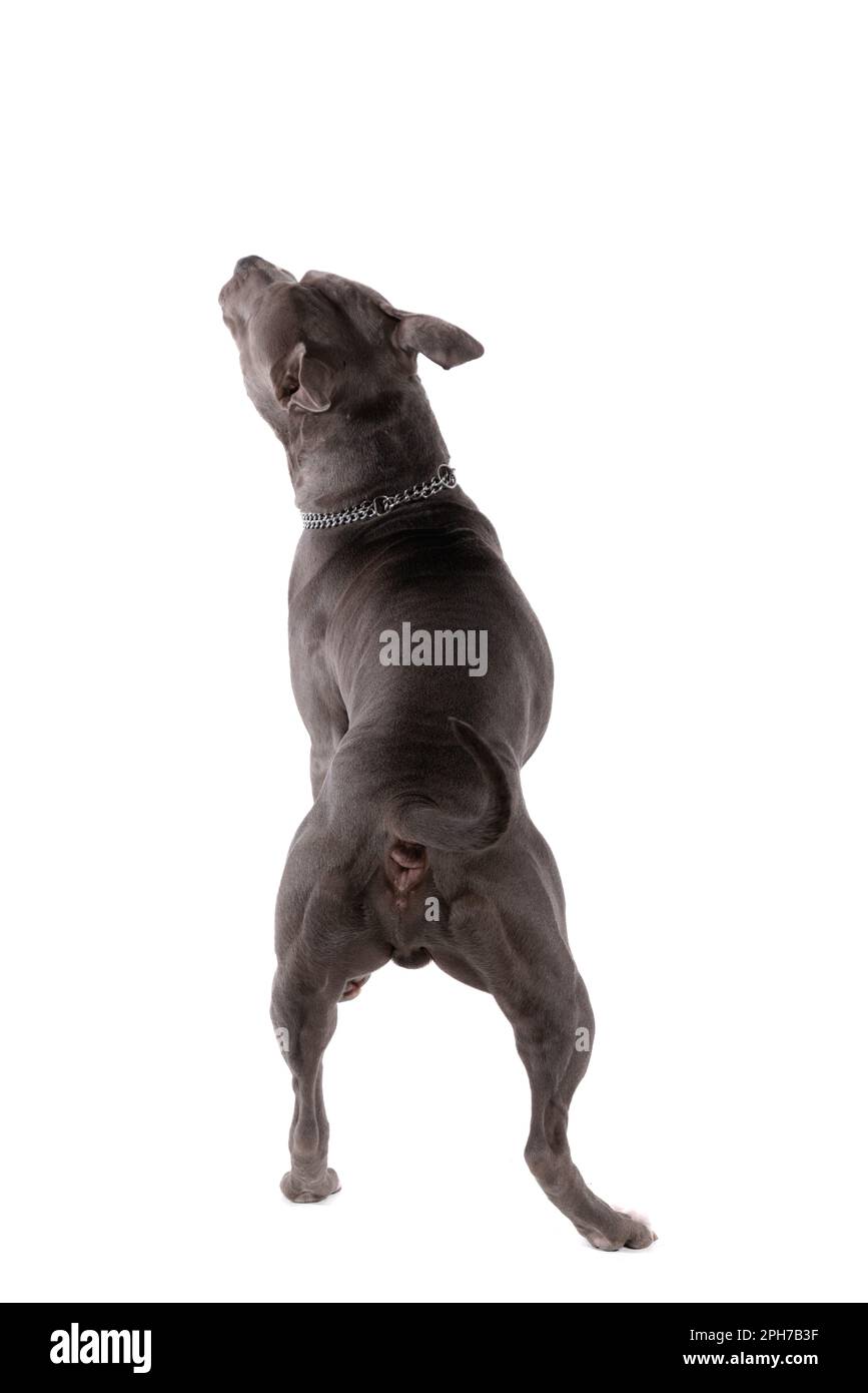 Picture of adorable American Staffordshire Terrier dog showing his back ...
