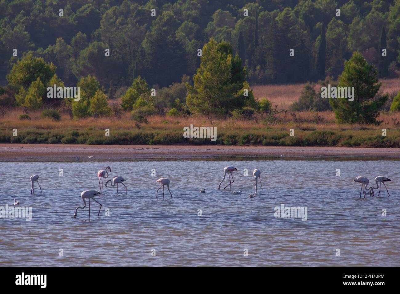 Flamingos feeding and wading are a common sight in the shallow lakes ...