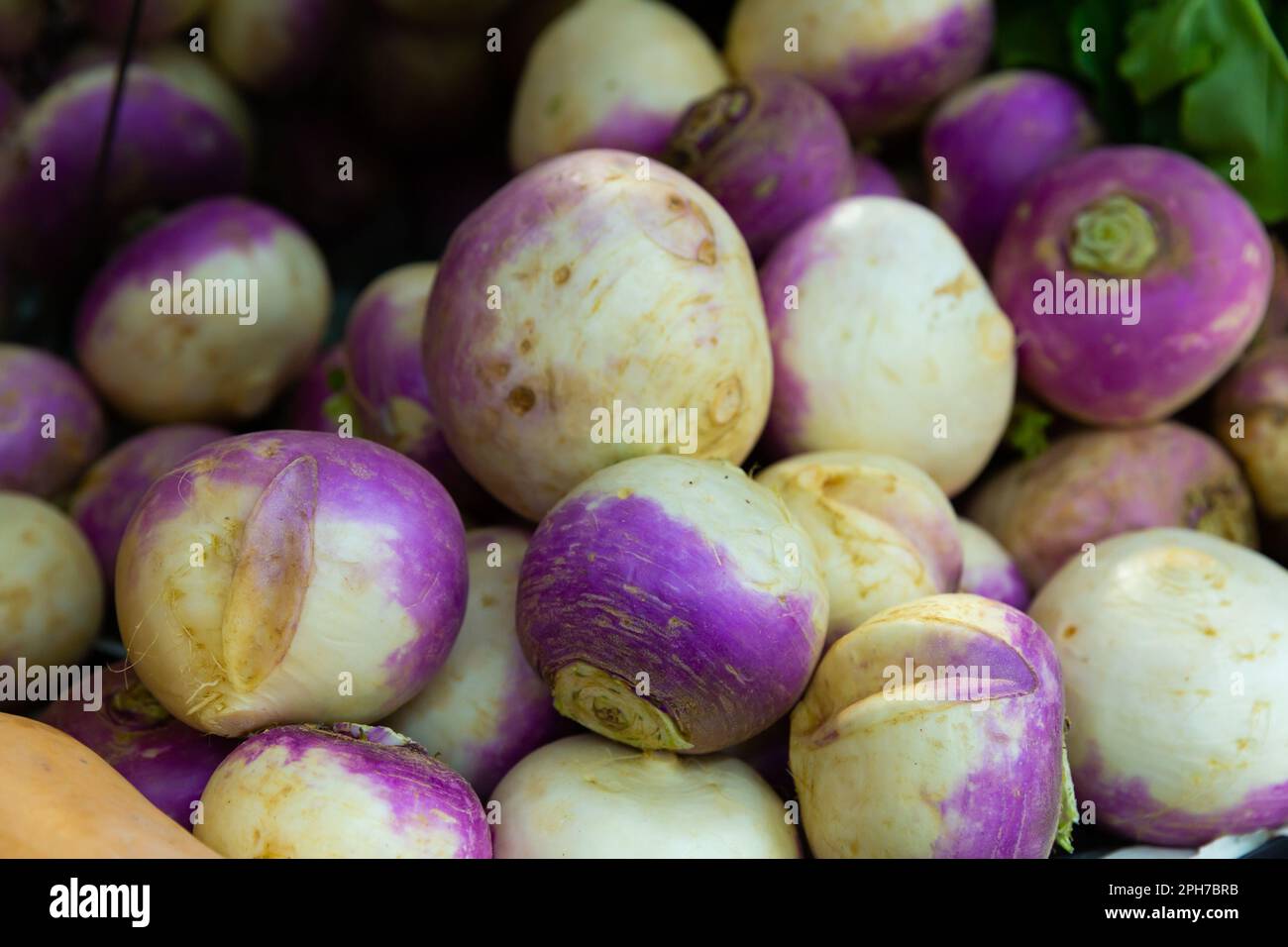 Fresh organic turnips in boxes at market Stock Photo - Alamy