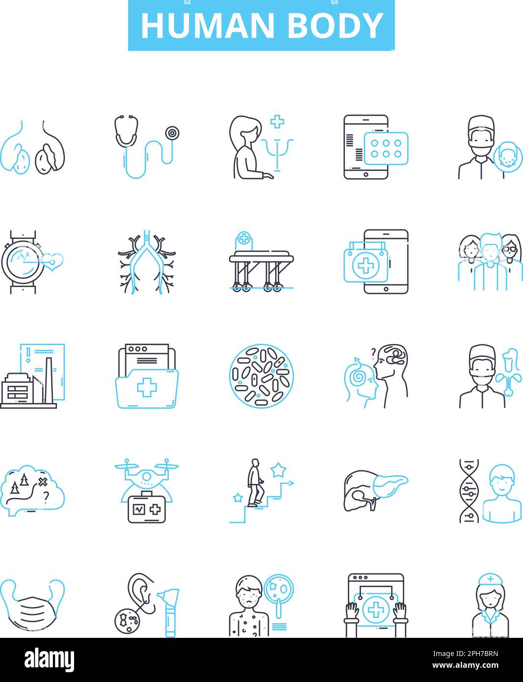 Human body vector line icons set. Anatomy, Physiology, Skeleton, Organ ...