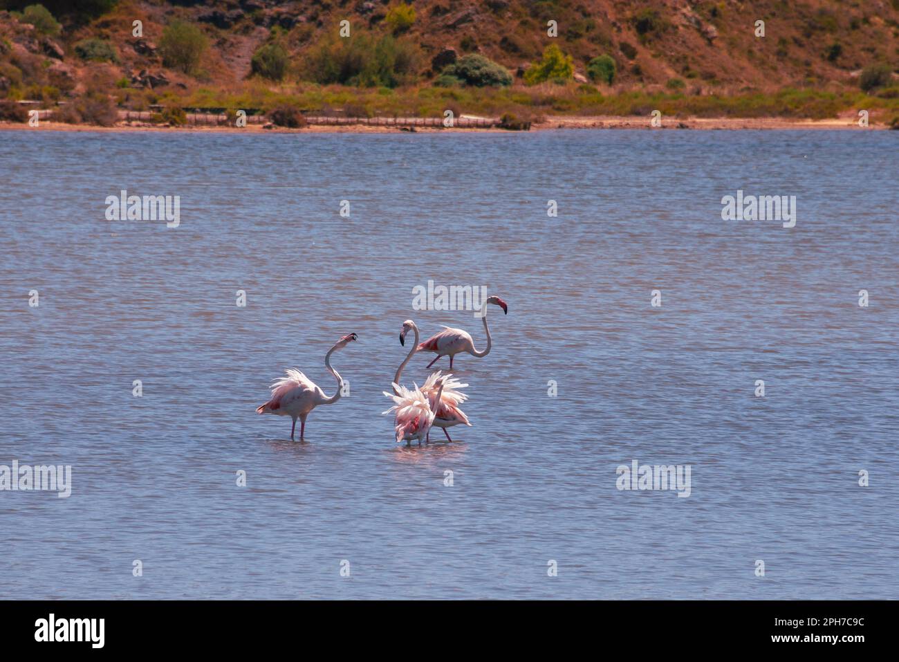 Flamingos feeding and wading in the shallow waters of the ancient ...