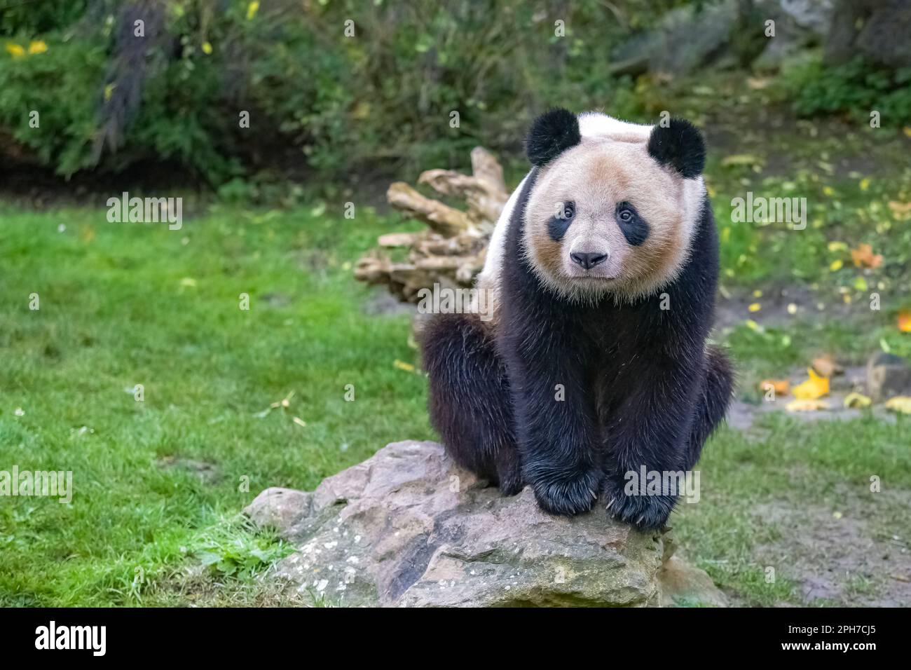 Black bear standing on a rock hi-res stock photography and images - Alamy