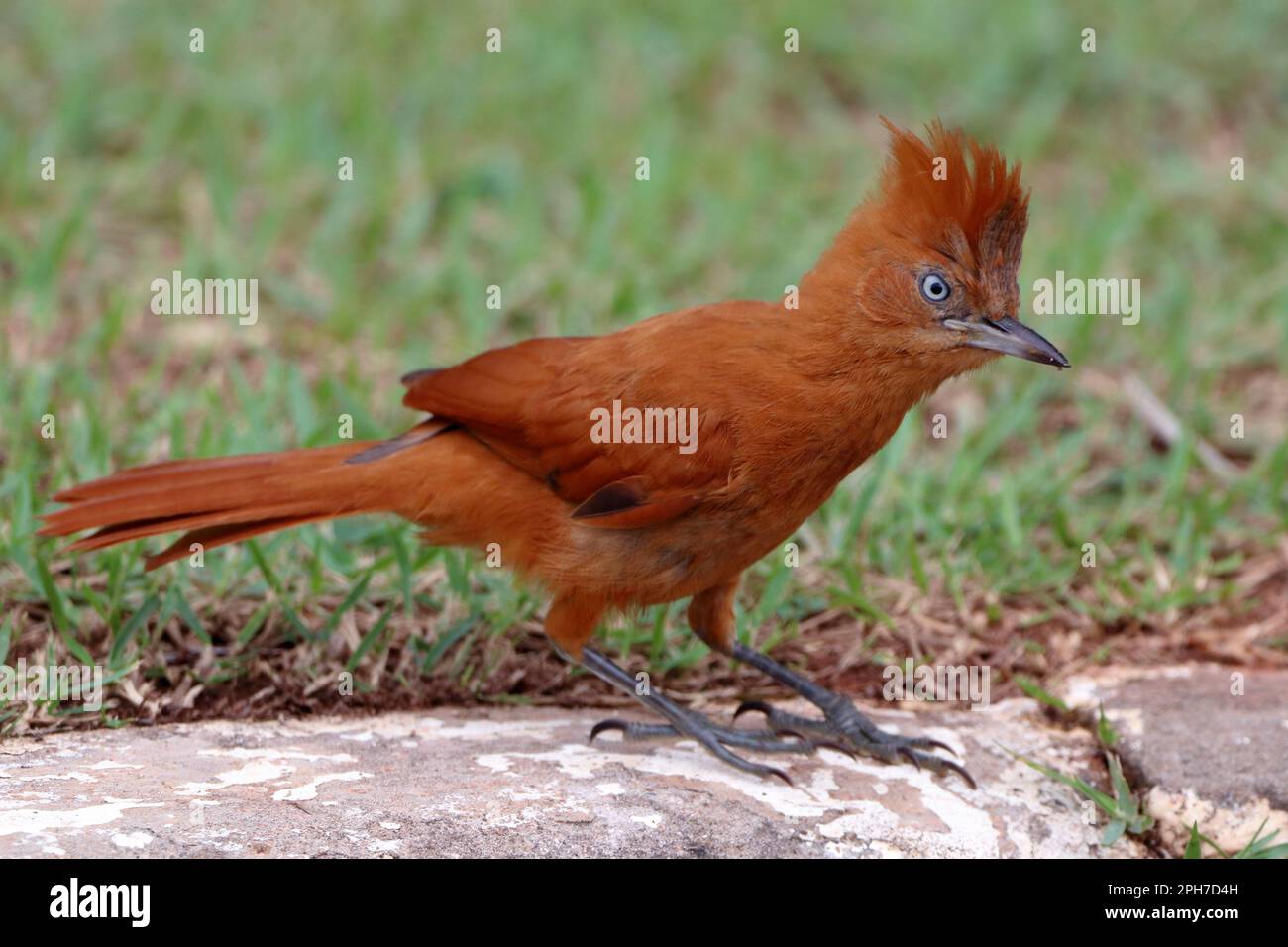 Caatinga Cacholote (Pseudoseisura cristata), isolated, perched on the ...