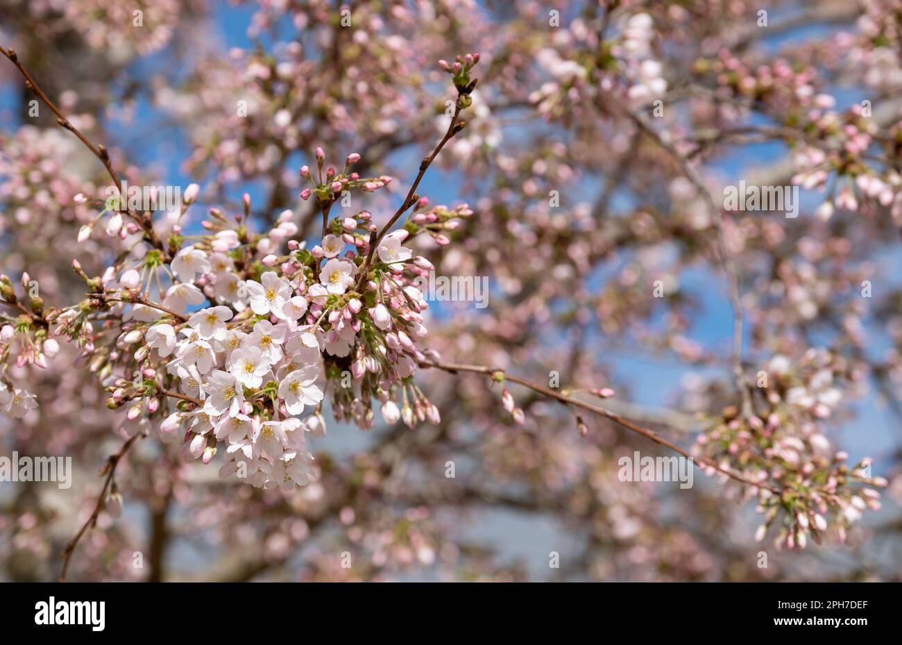 Stunning Yoshino cherry tree blossom, flowering at the RHS Wisley ...