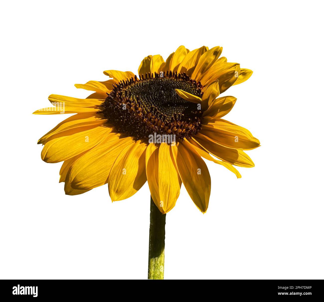 Yellow Sunflower (Helianthus annuus, Asteraceae) isolated on white ...