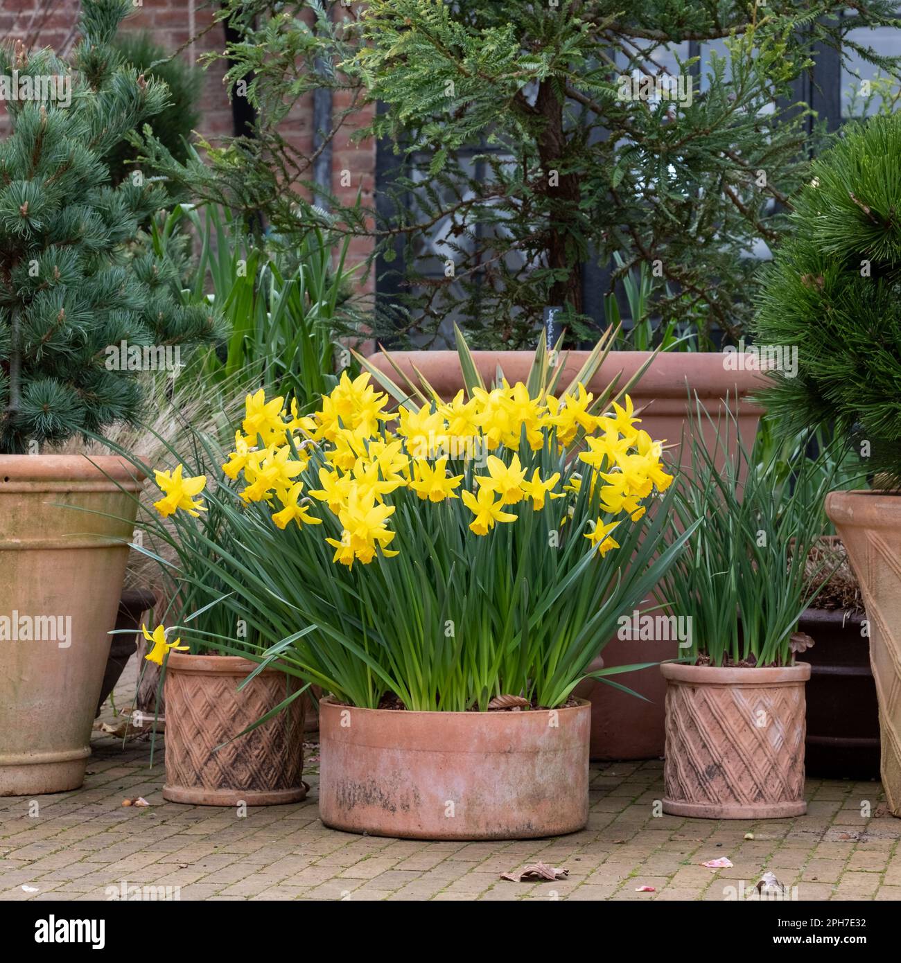 Bright yellow daffodil flowers in containers, photographed in spring at ...