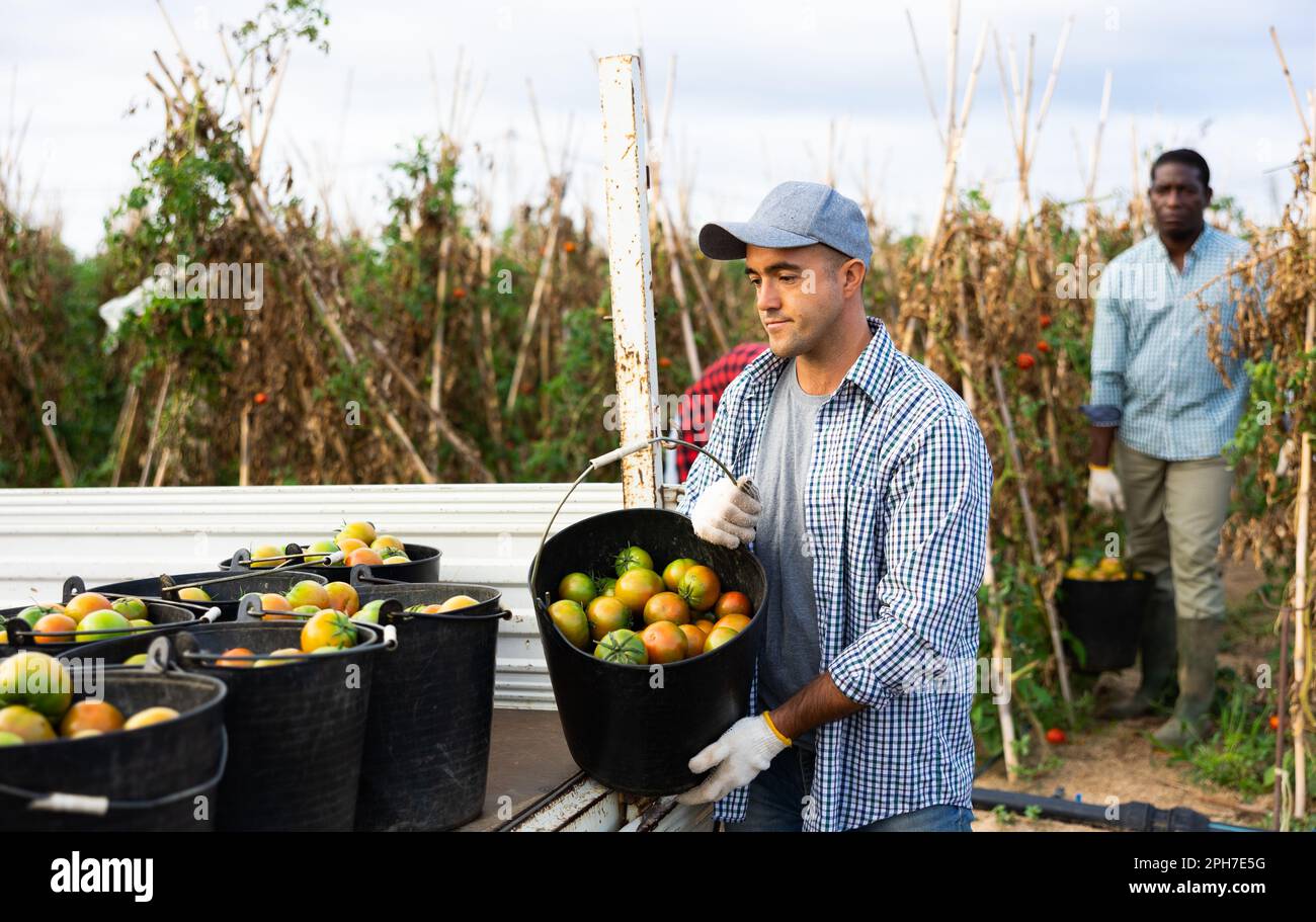 Male worker puts bucket with harvest of ripe tomatoes on back of a ...
