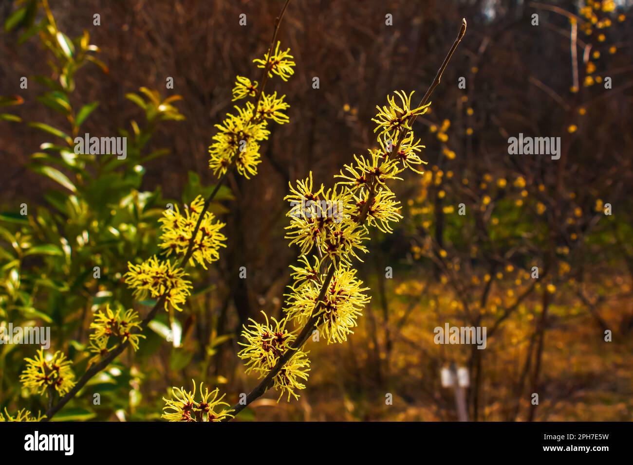 Flower of Hazel Witch shrub, Hamamelis virginiana in early spring ...