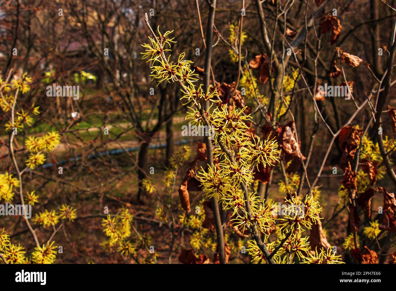 Flower of Hazel Witch shrub, Hamamelis virginiana in early spring ...