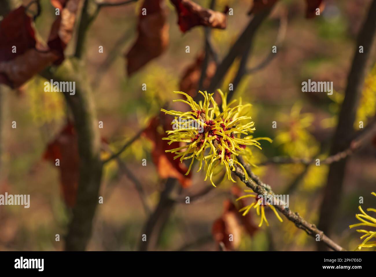 Flower of Hazel Witch shrub, Hamamelis virginiana in early spring ...