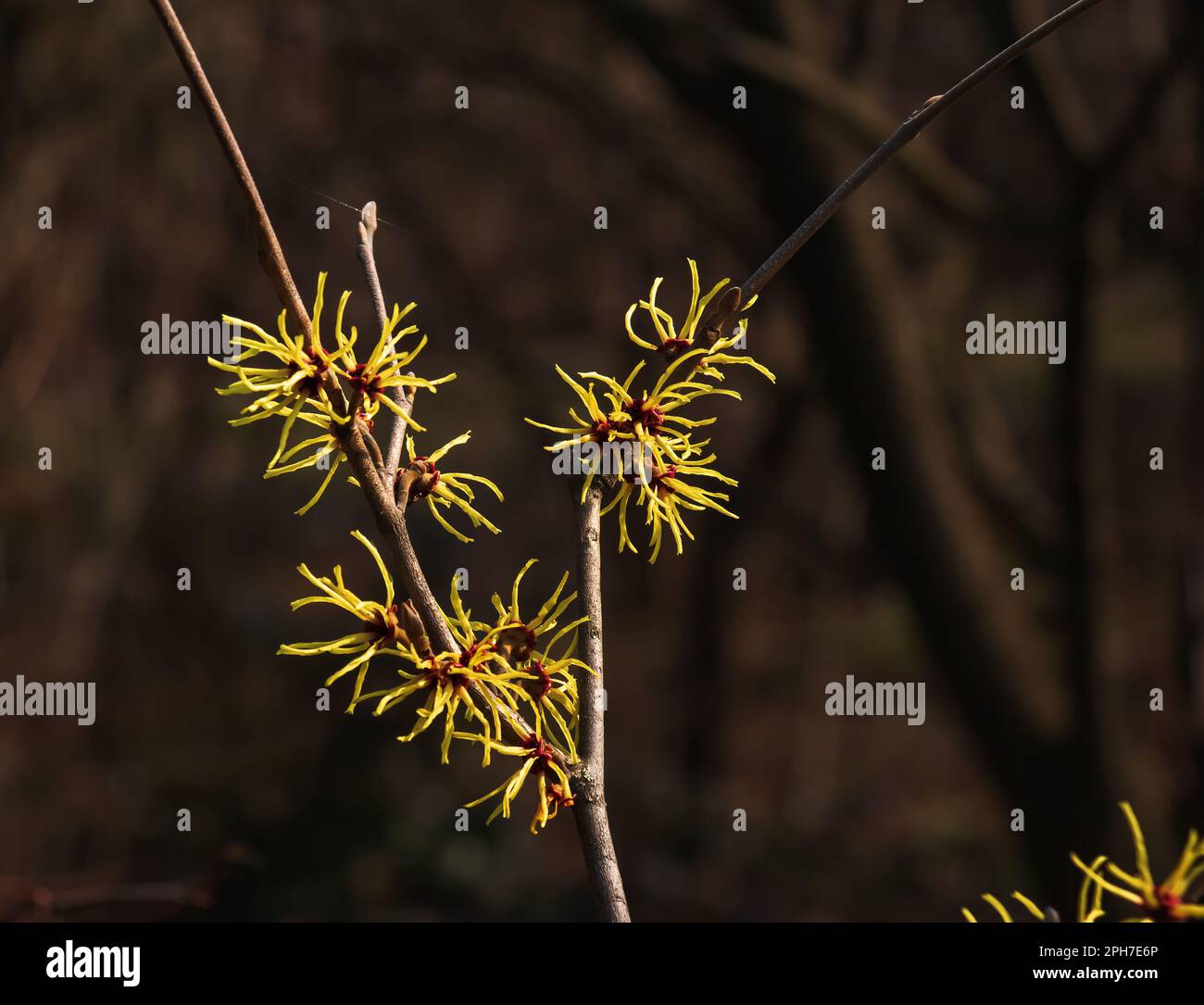 Flower of Hazel Witch shrub, Hamamelis virginiana in early spring ...