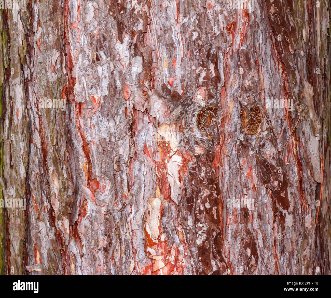 Black pine bark close-up. The texture of the trunk of Pinus nigra ...
