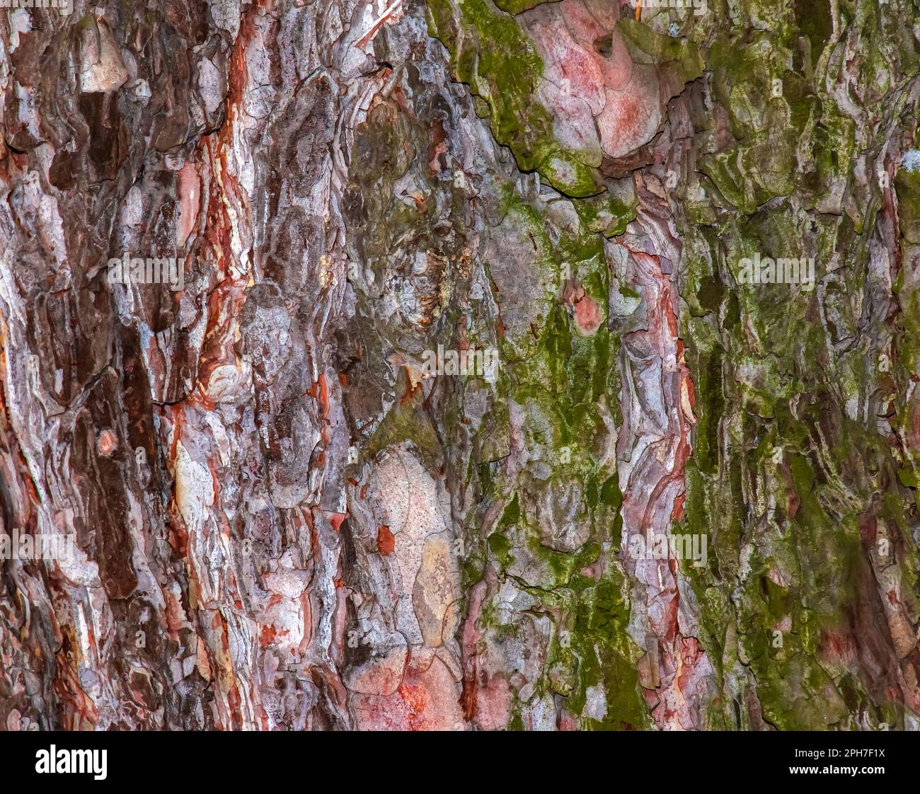 Black pine bark close-up. The texture of the trunk of Pinus nigra ...
