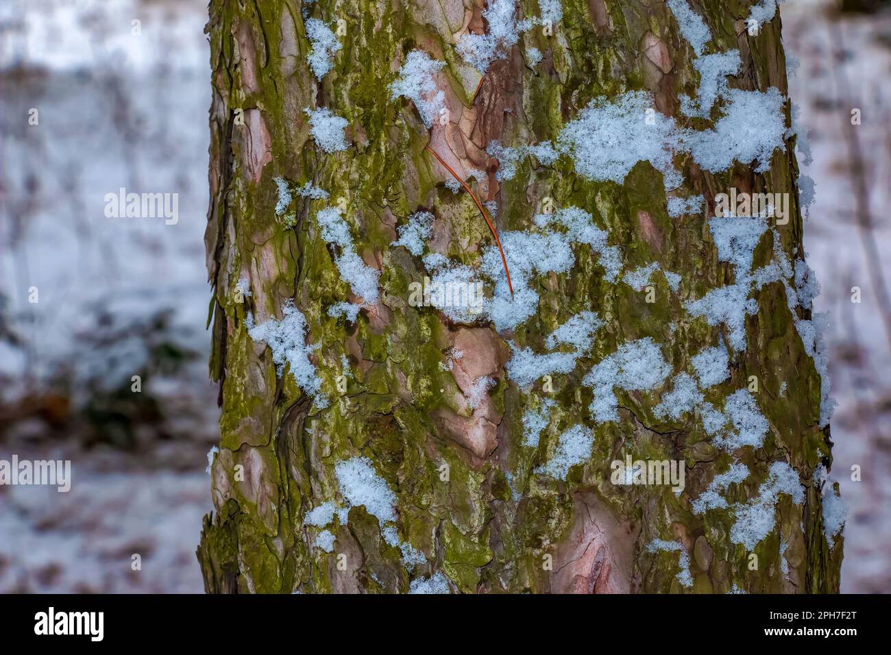 Black pine bark close-up. The texture of the trunk of Pinus nigra ...