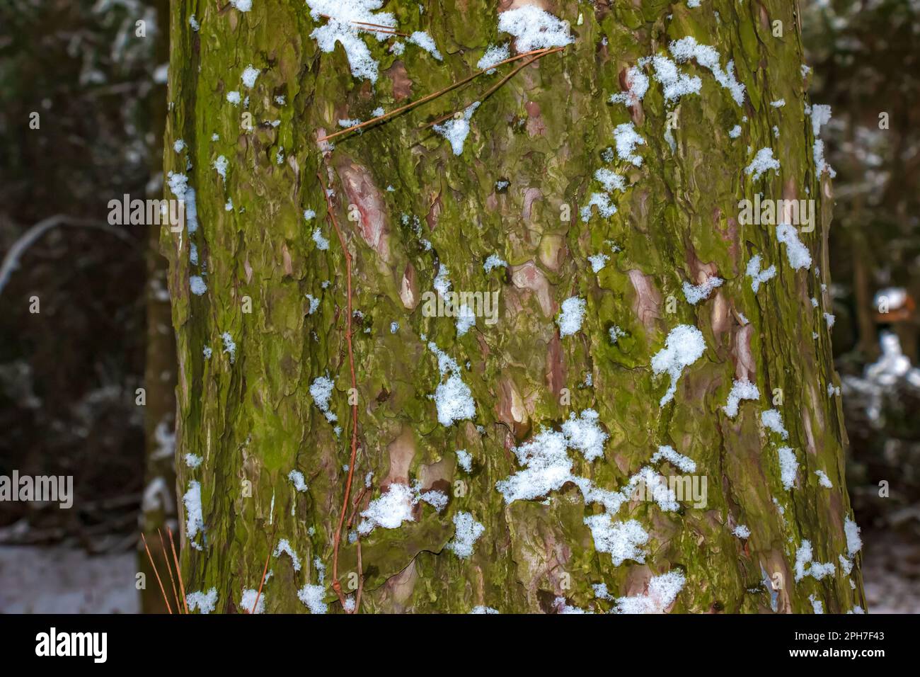 Black pine bark close-up. The texture of the trunk of Pinus nigra ...