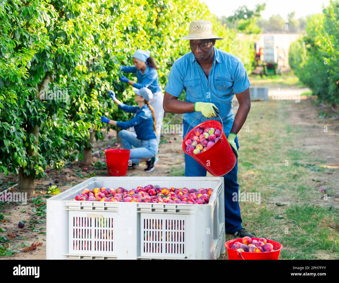 African american worker puts the harvested crop of plums into large box ...