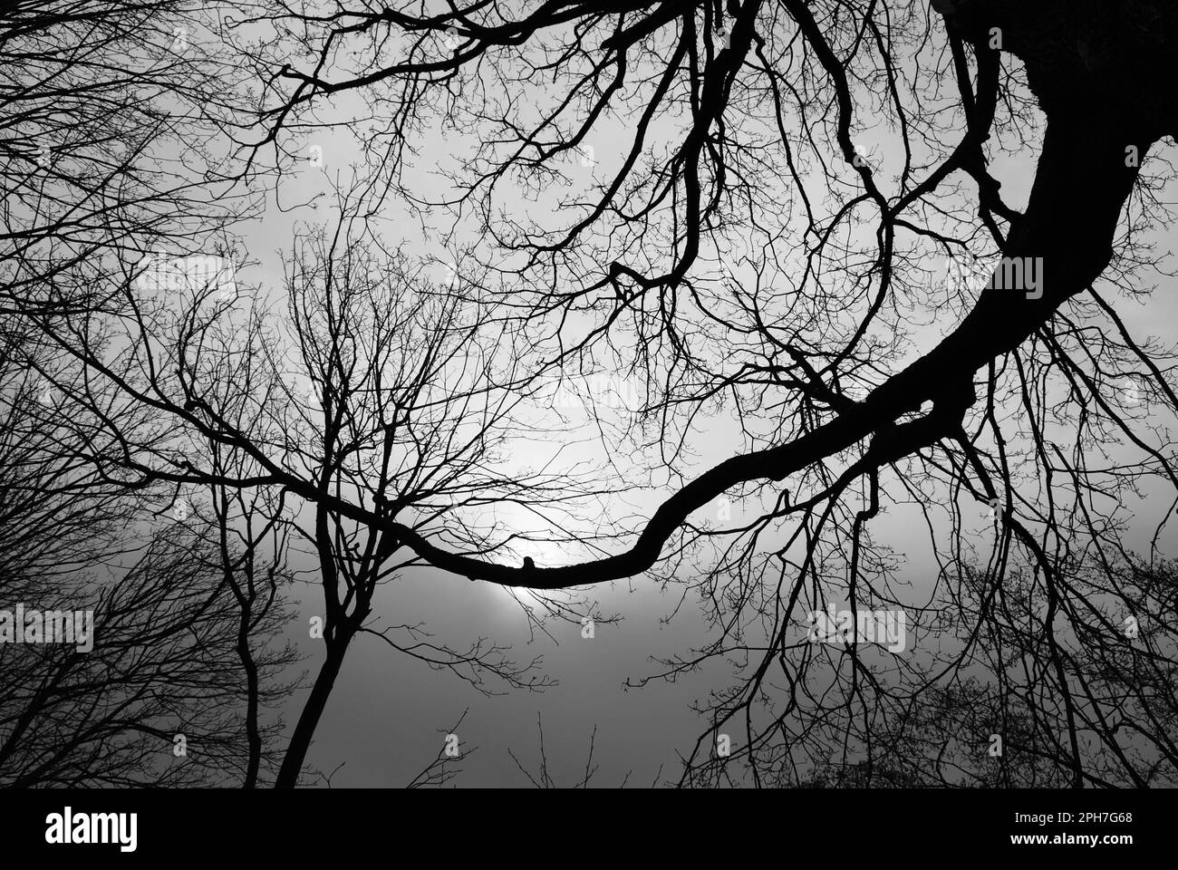 Spooky trees hi-res stock photography and images - Alamy