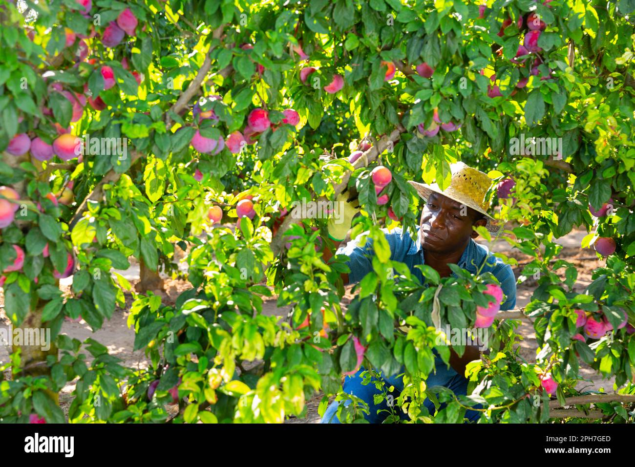African plum tree hi-res stock photography and images - Alamy