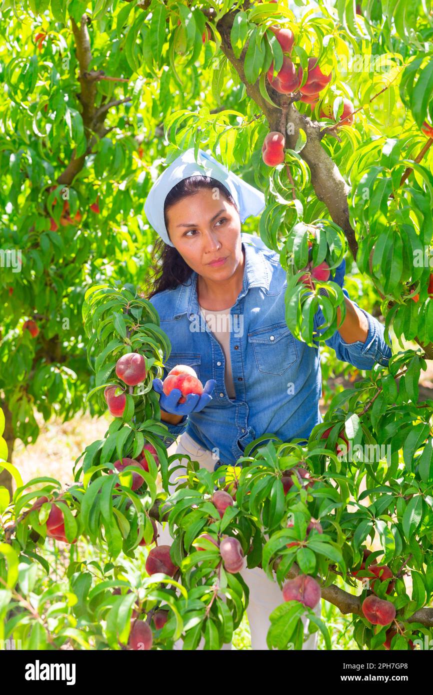 Woman farmer harvesting peaches on fruit plantation Stock Photo - Alamy