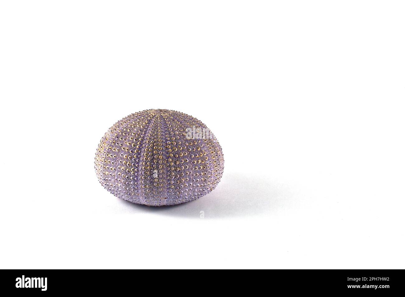 Spineless Cut Out Stock Images & Pictures - Alamy