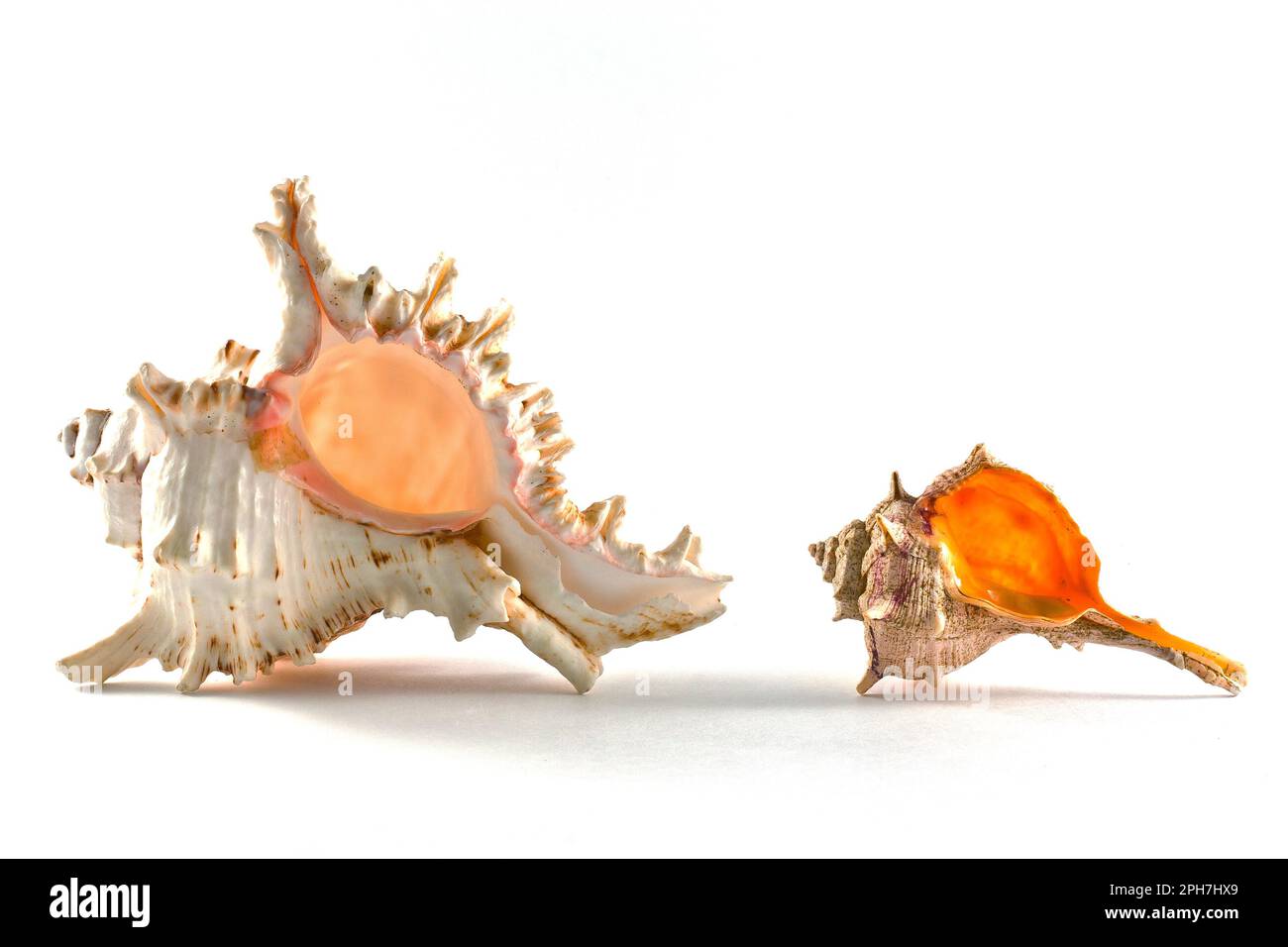 Sea shell, empty, isolated on white background Stock Photo - Alamy