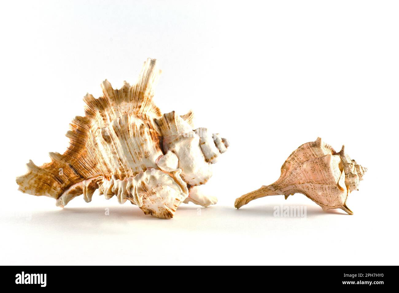 Sea shell, empty, isolated on white background Stock Photo - Alamy