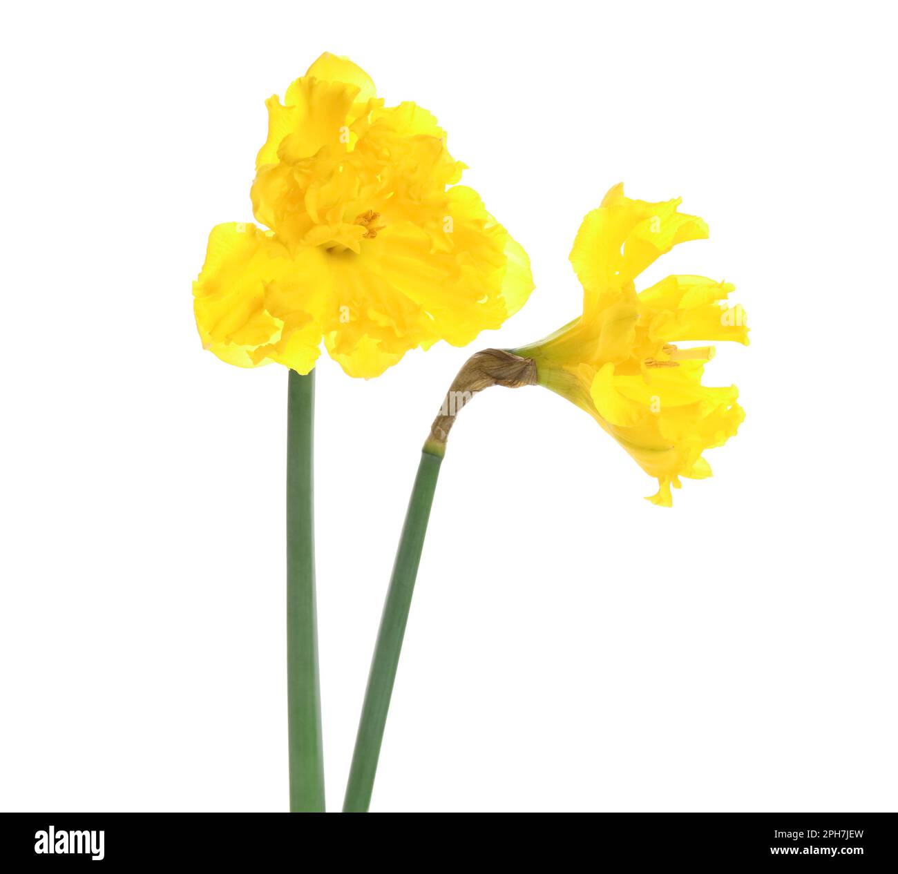 Narcissus flowers greeting card Cut Out Stock Images & Pictures - Alamy