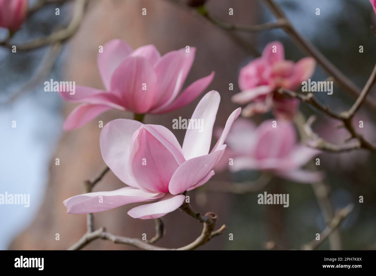 Close up of beautiful pink flowers of the Magnolia Campbellii tree ...