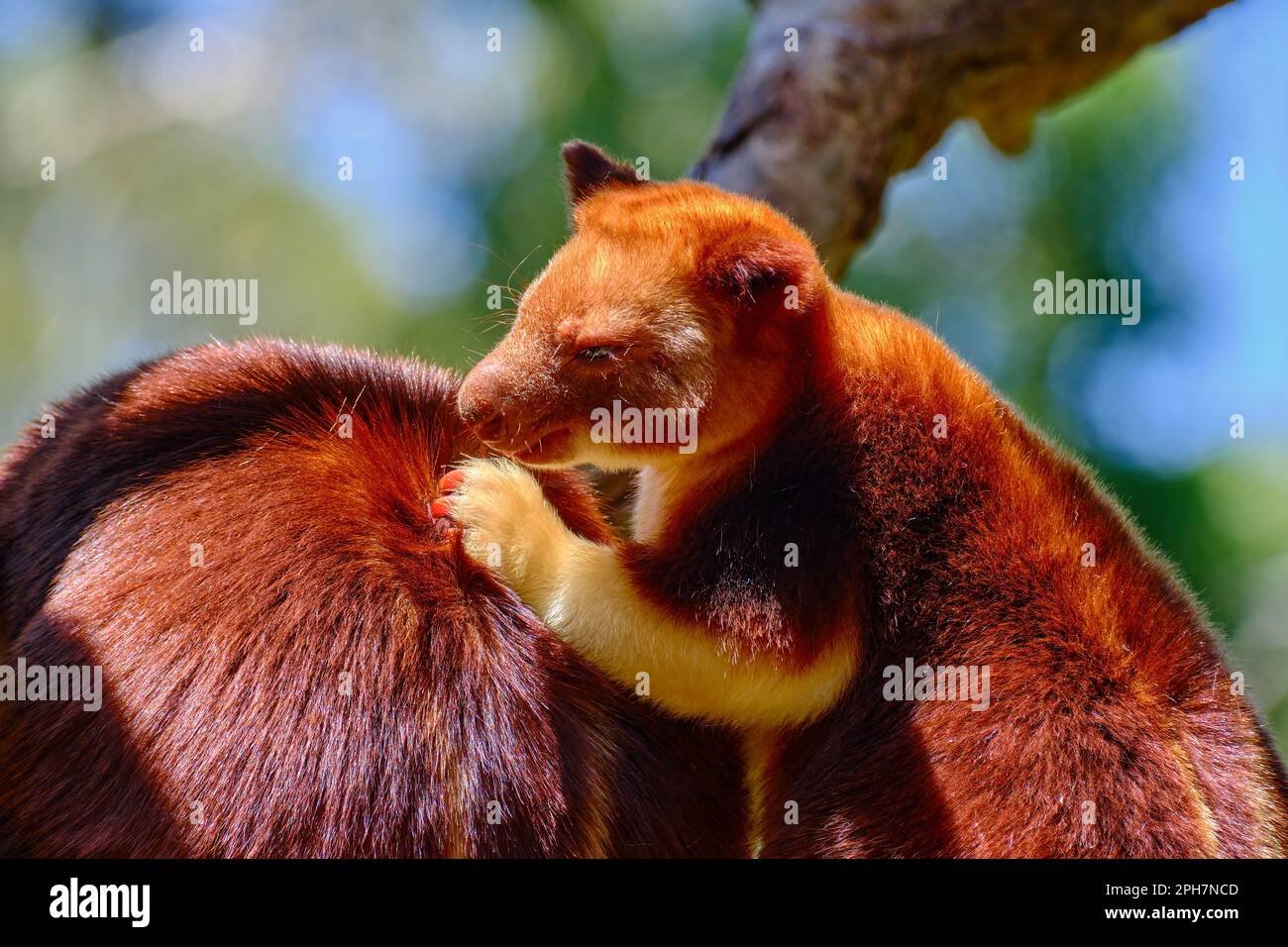 Endangered tree kangaroo hi-res stock photography and images - Alamy