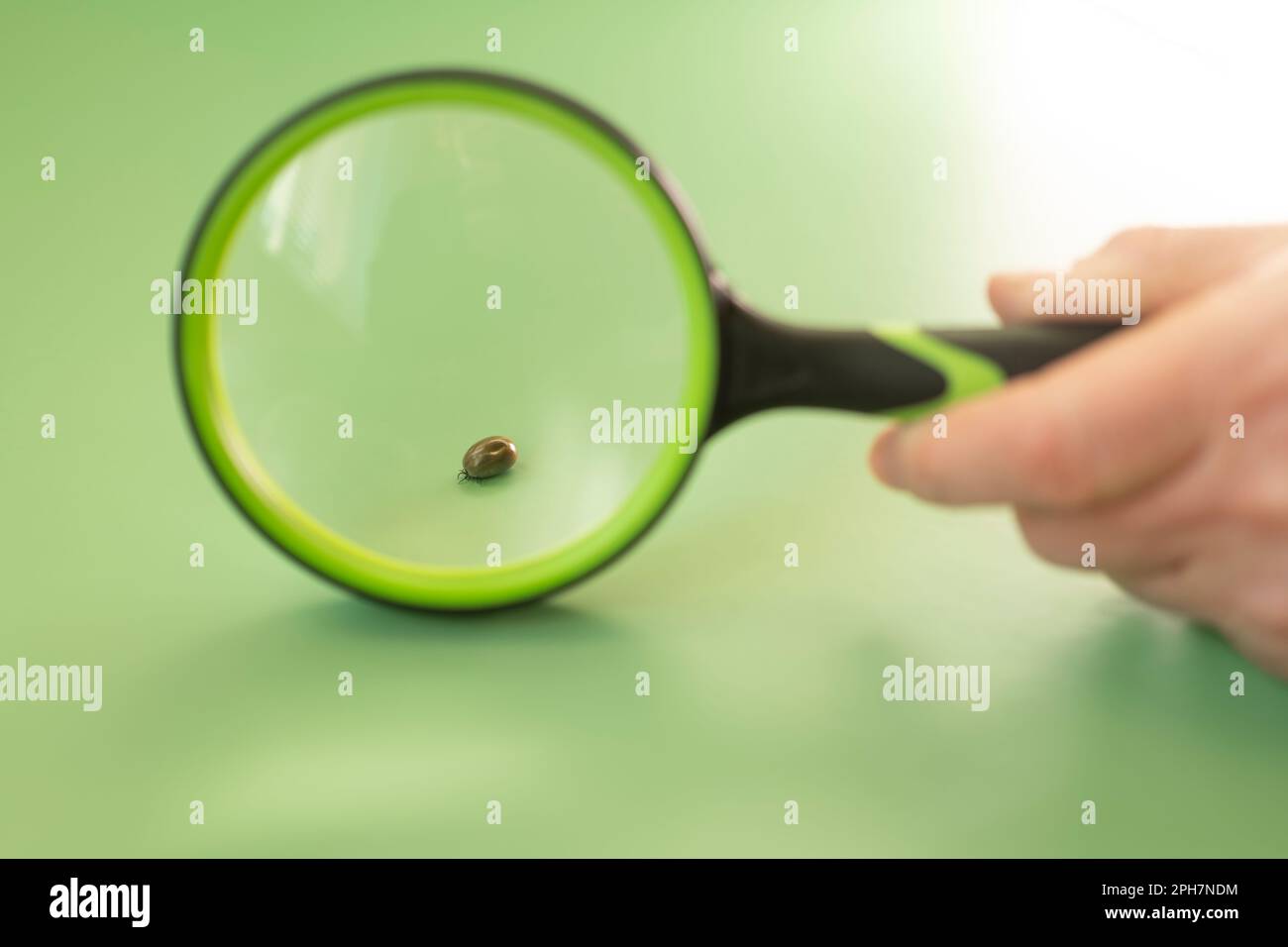 Bloodfilled swollen tick under a magnifying glass on a green background ...