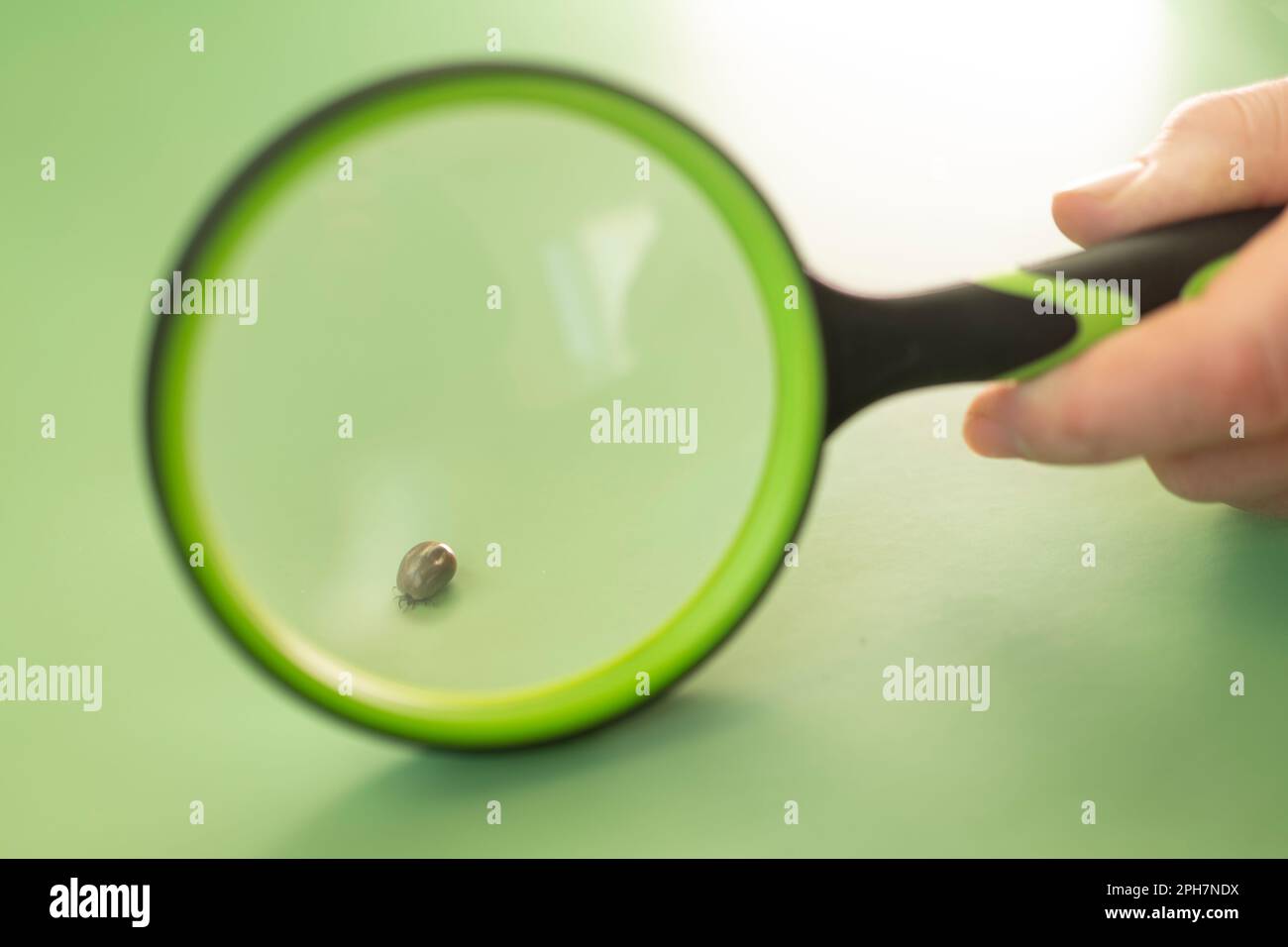 Bloodfilled swollen tick under a magnifying glass on a green background ...