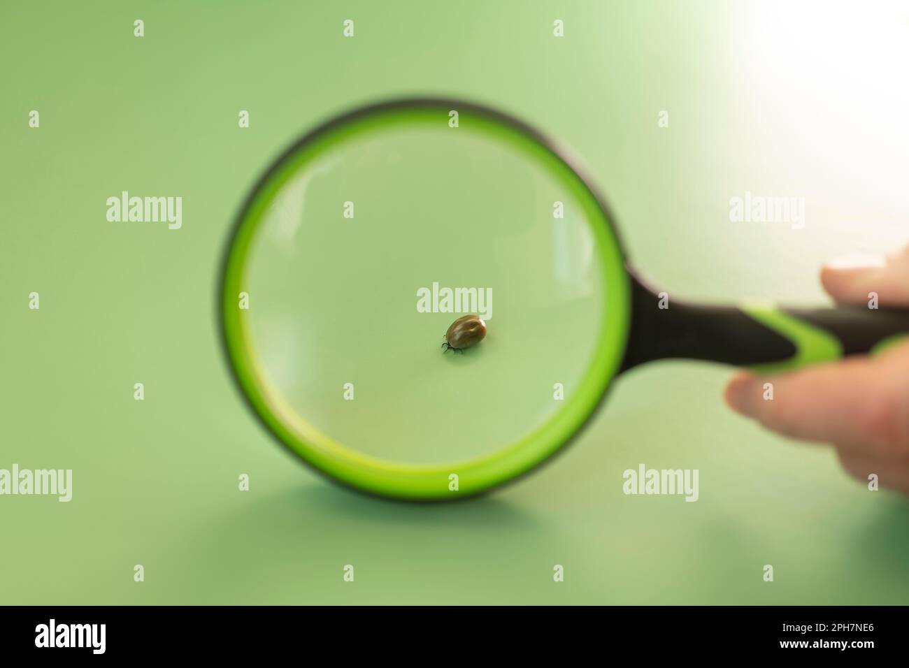 Tick under a magnifying glass on a green background.Bloodsucking ...