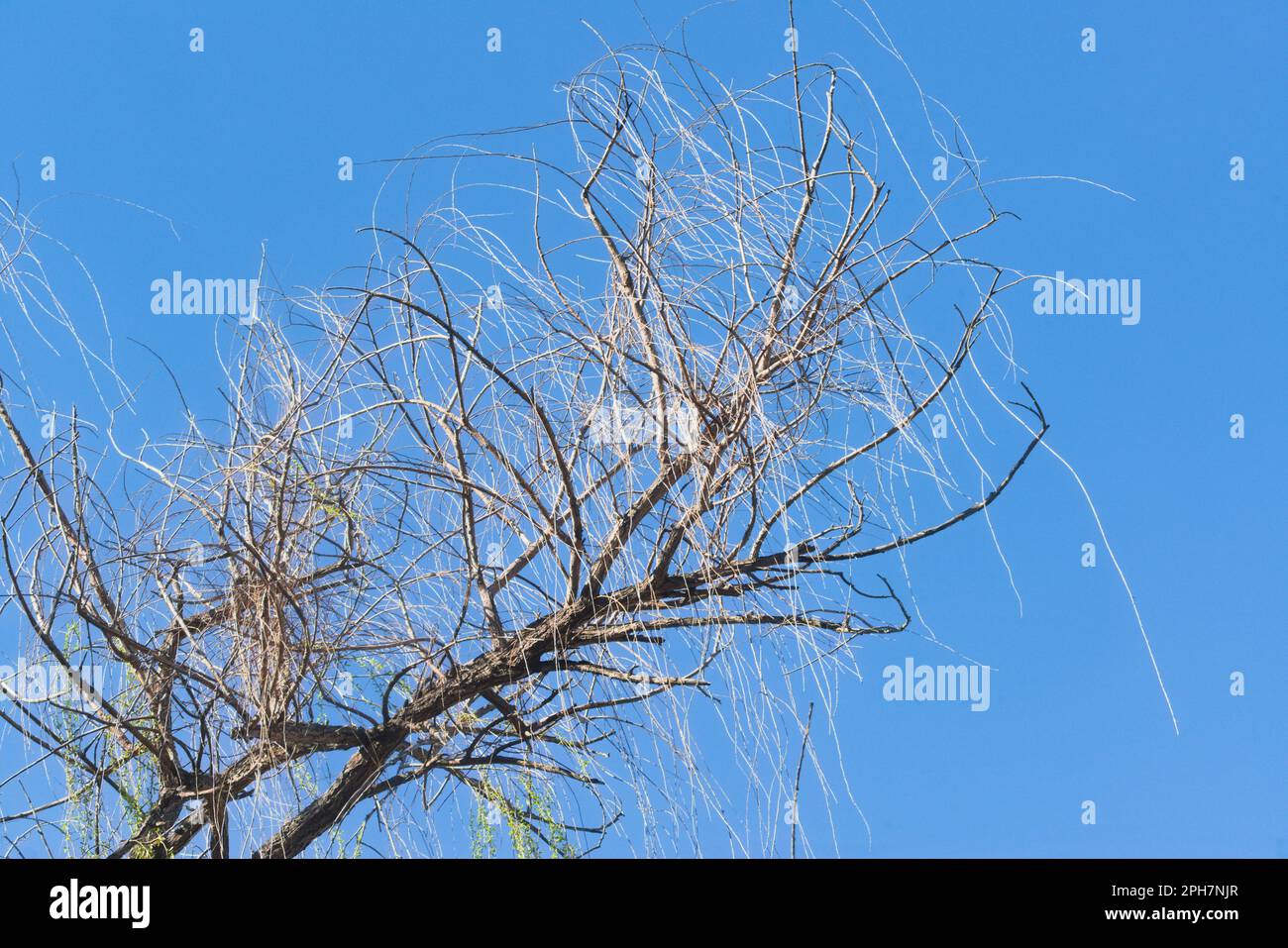Tree with its branches and twigs reaching for the sky. Providing ...