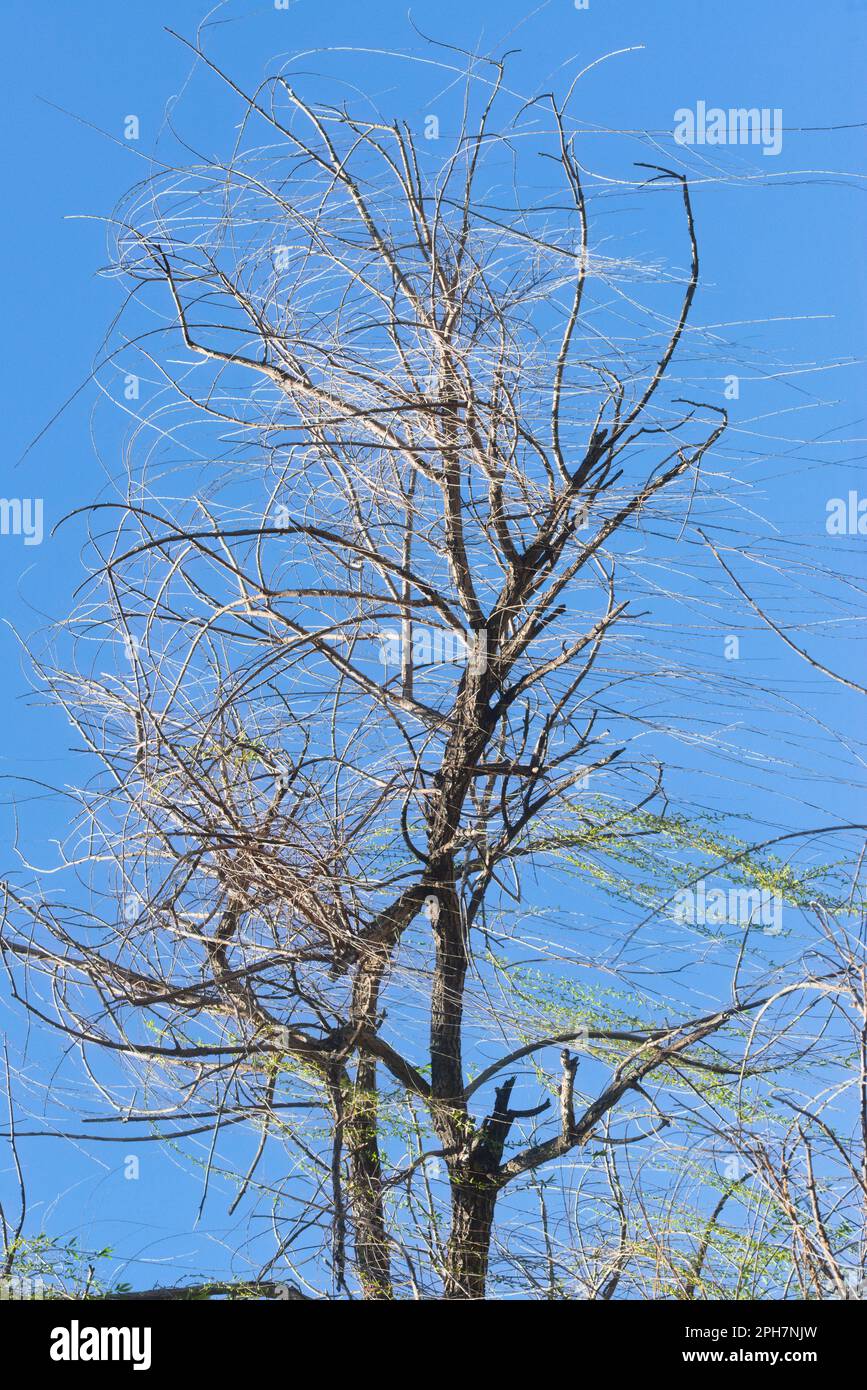 Tree with its branches and twigs reaching for the sky. Providing ...