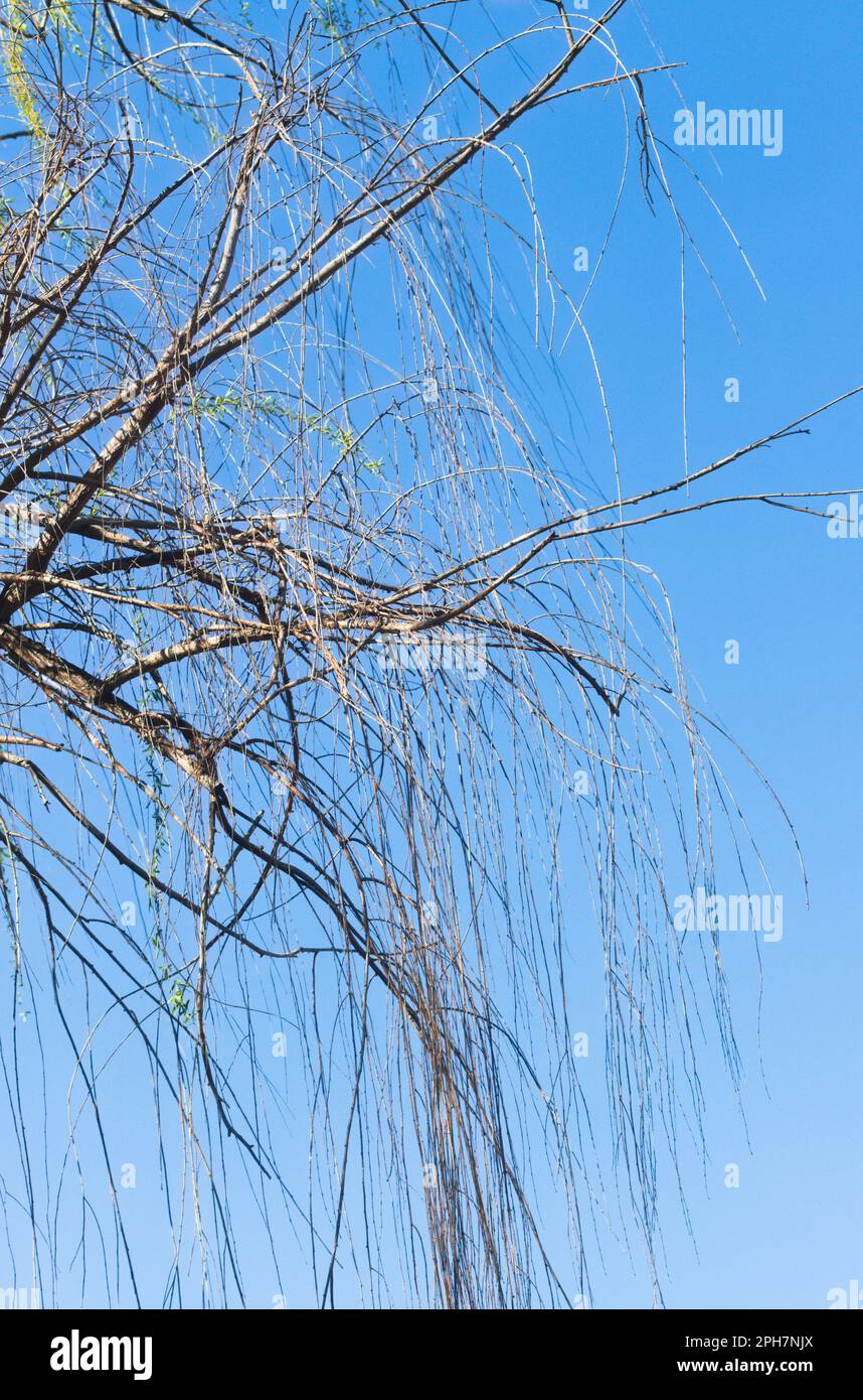 Tree with its branches and twigs reaching for the sky. Providing ...