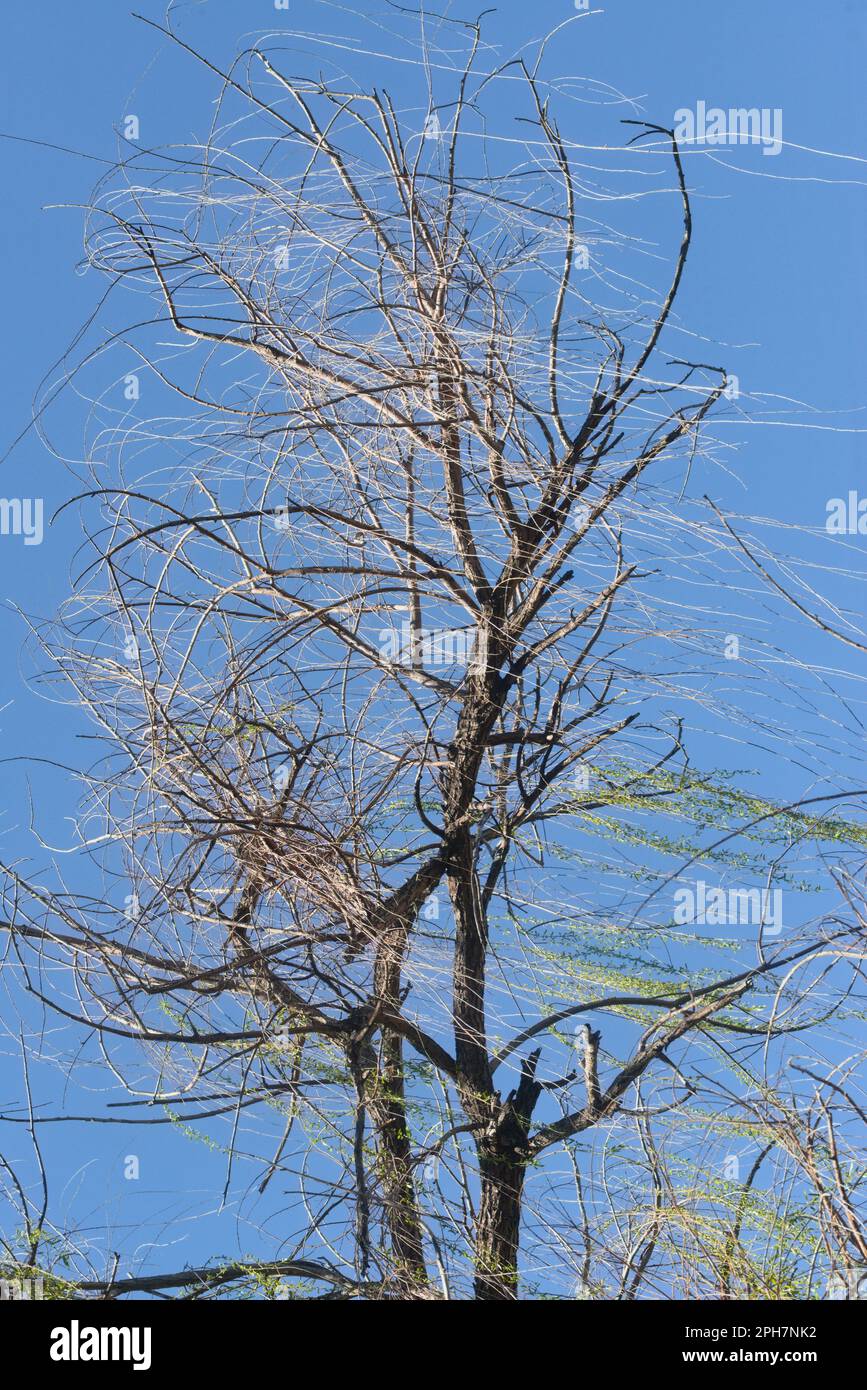 Tree with its branches and twigs reaching for the sky. Providing ...