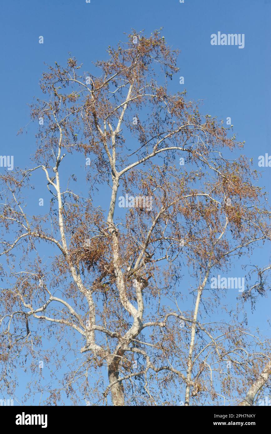 Tree with its branches and twigs reaching for the sky. Providing ...