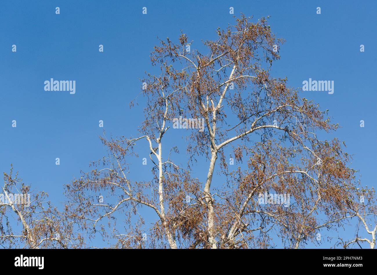 Tree with its branches and twigs reaching for the sky. Providing ...