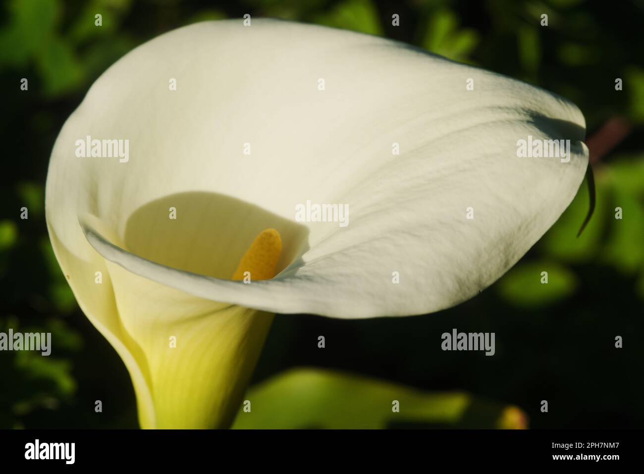 Single lily close-up shie in the sun light, bursting with color and ...