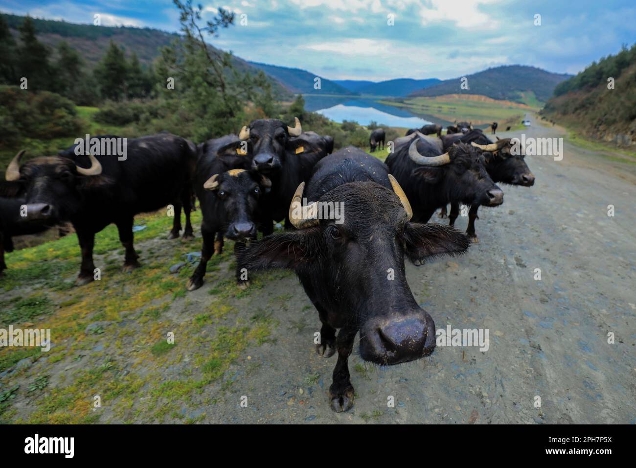 Istanbul, Istanbul, Turkey. 26th Mar, 2023. A group of cows walking ...