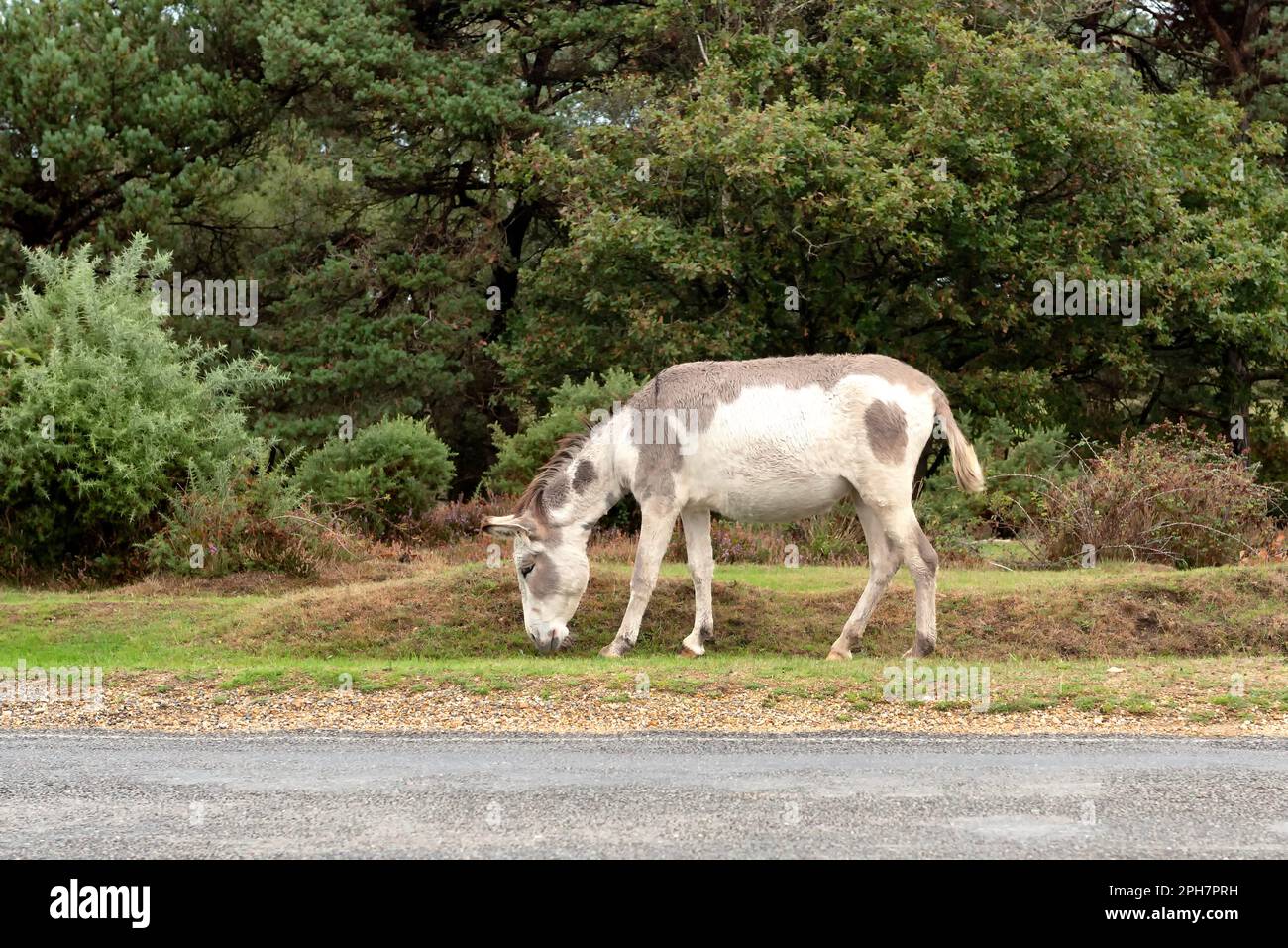 Donkey grazing by the road Stock Photo - Alamy