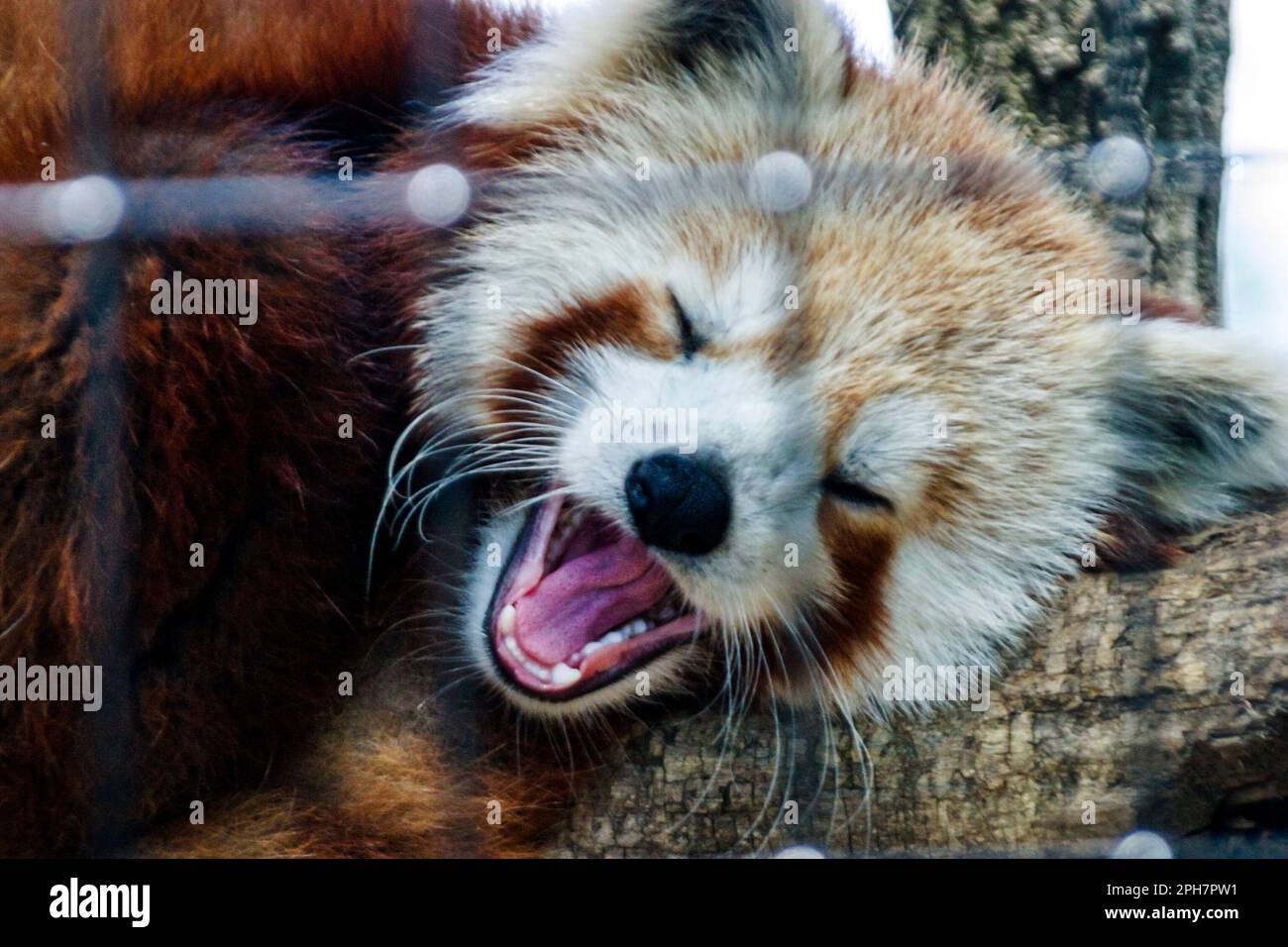 Appalachian Region Animals