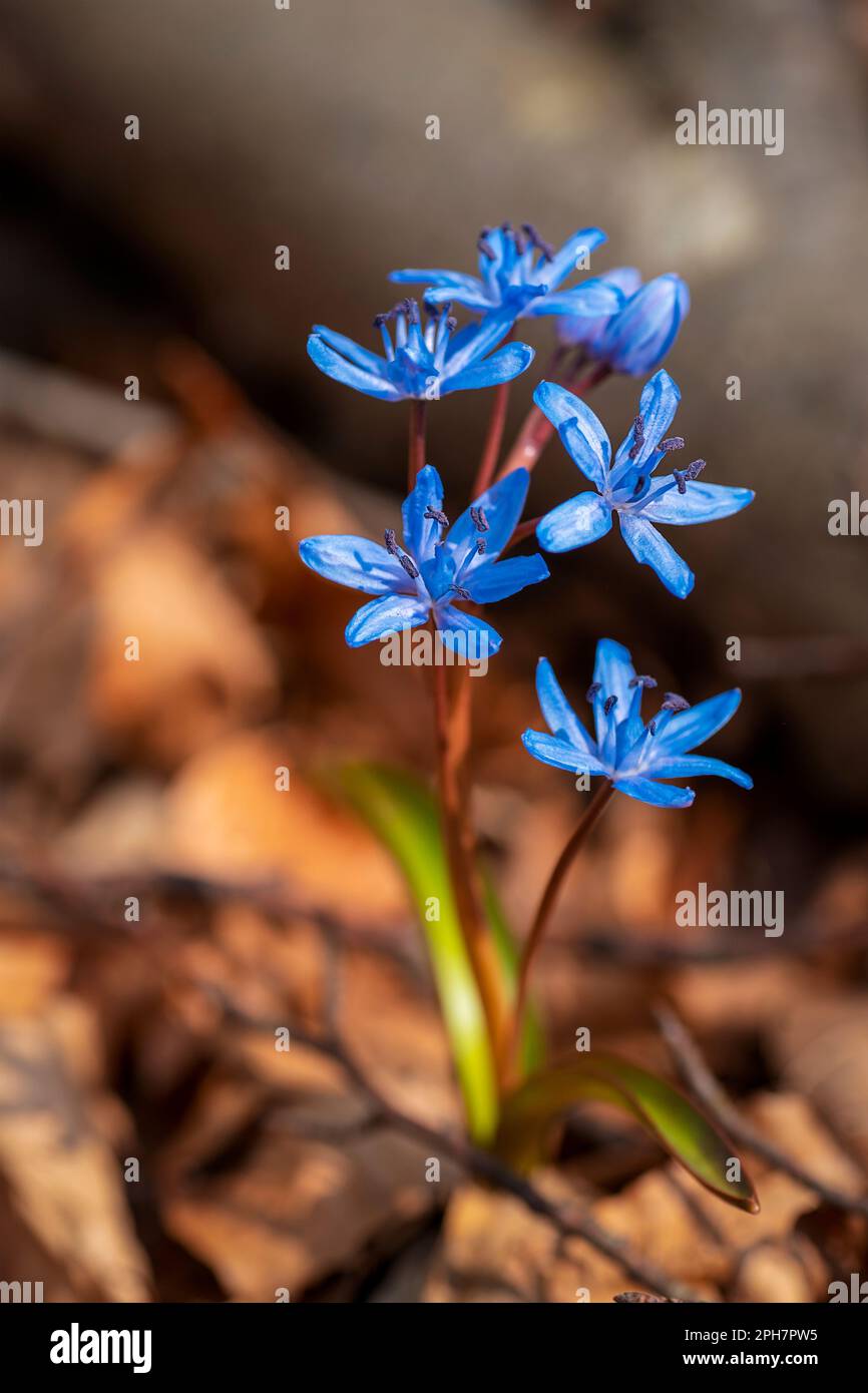 Blue snowdrop hi-res stock photography and images - Alamy