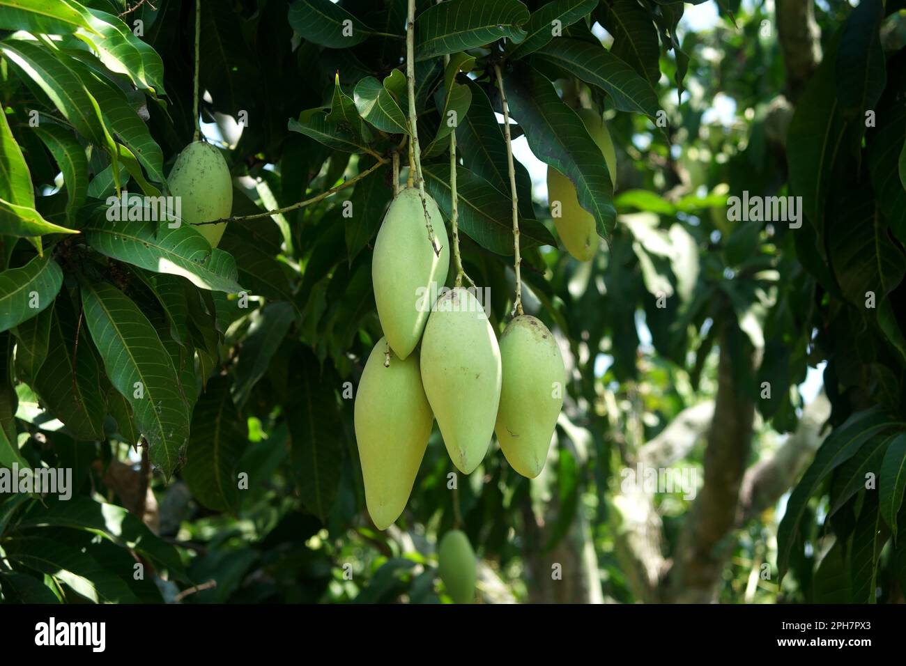 Young mango on mango tree hi-res stock photography and images - Alamy