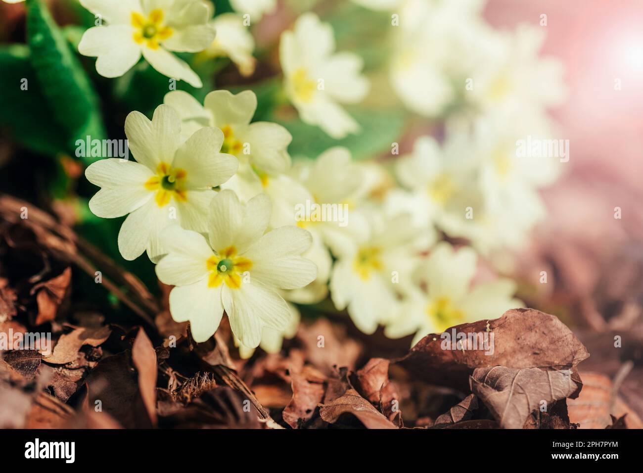 Yellow Primrose Primula vulgaris flower in sunlight, closeup Stock ...